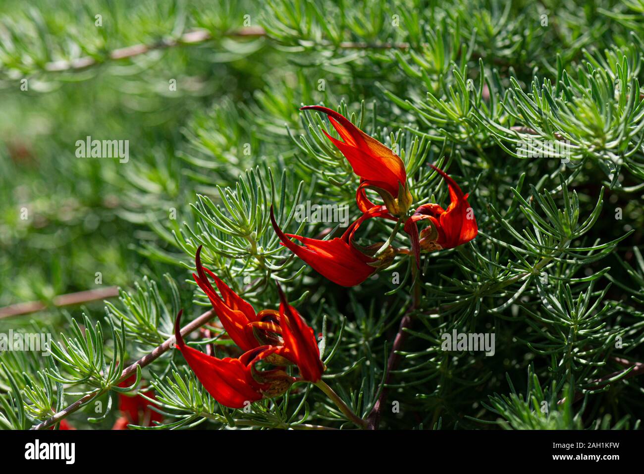 Lotus berthelotii parrots beak hi-res stock photography and images - Alamy