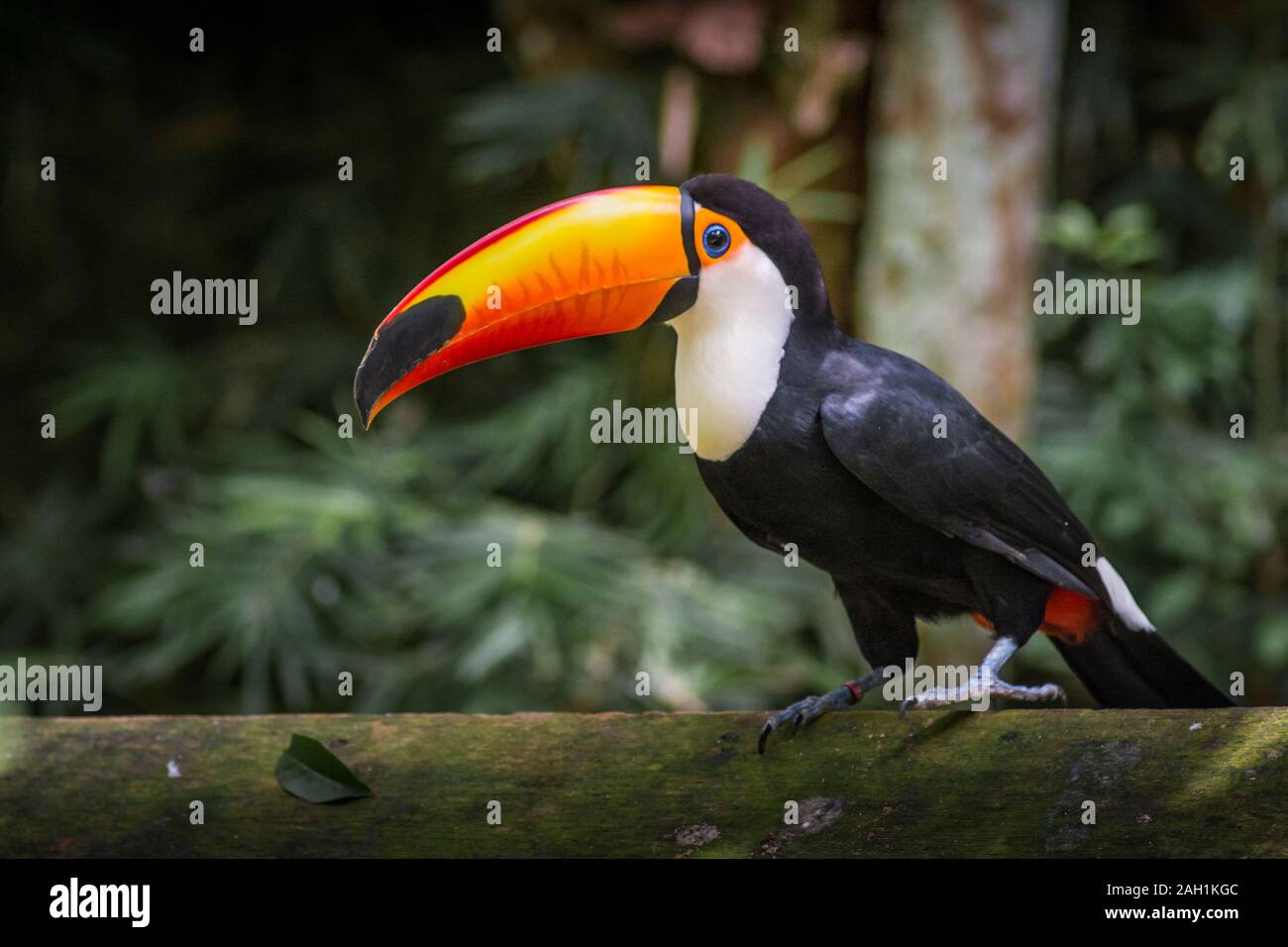 Tucano-toco isolated bird Ramphastos toco close up portrait in the wild ...