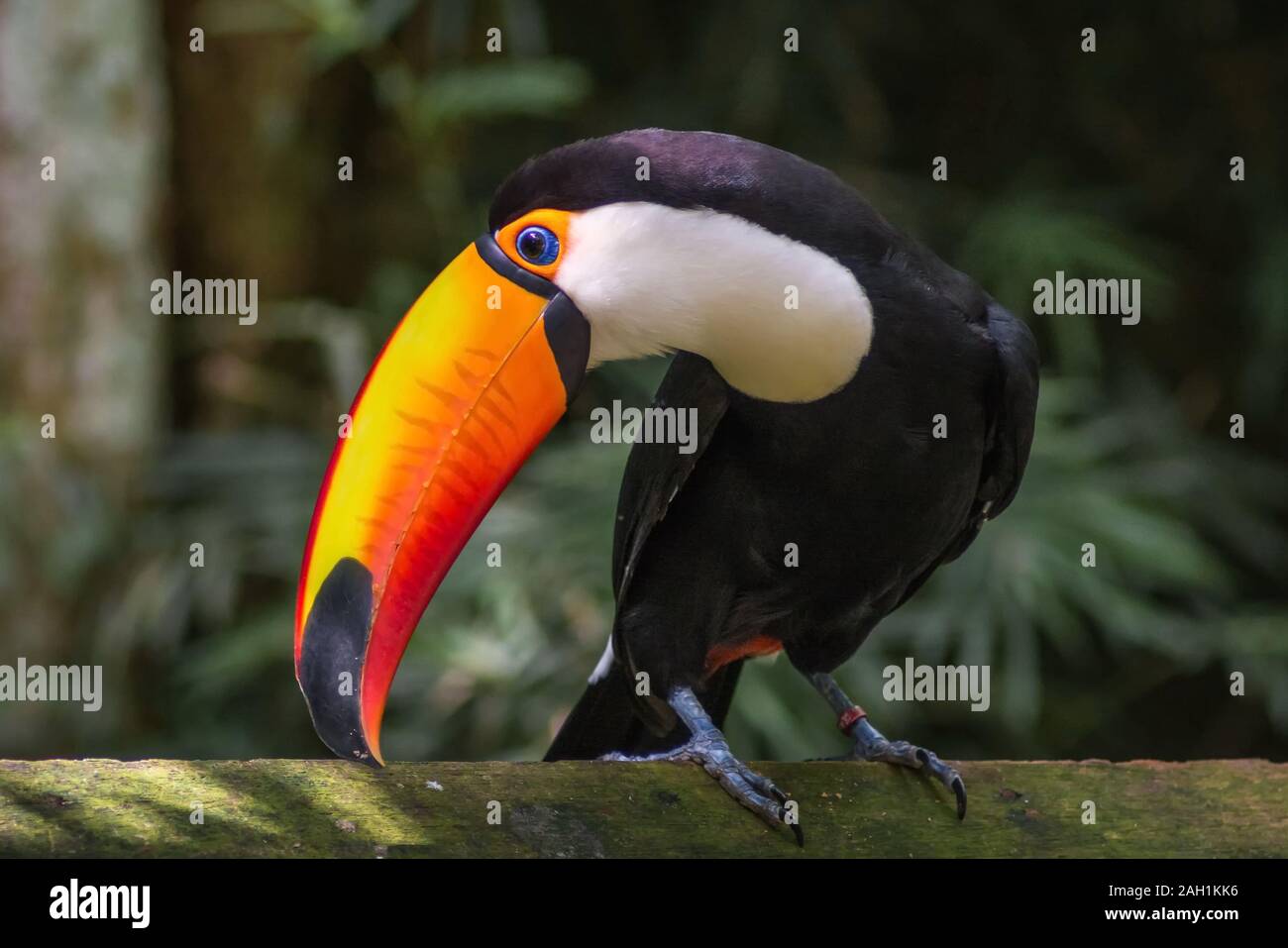 Birds park brasil hi-res stock photography and images - Alamy