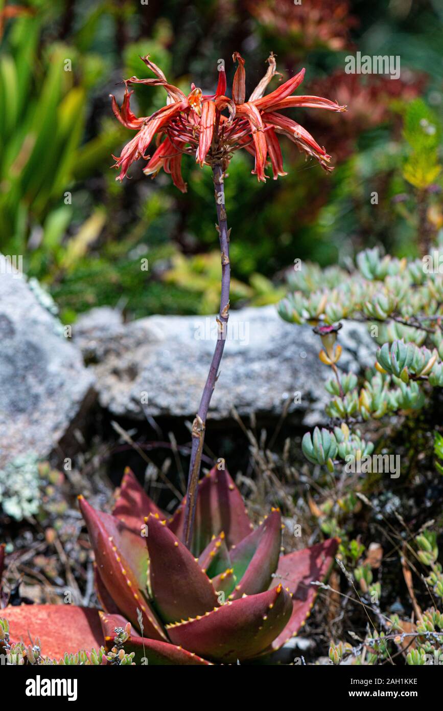 Mitre aloe hi-res stock photography and images - Alamy