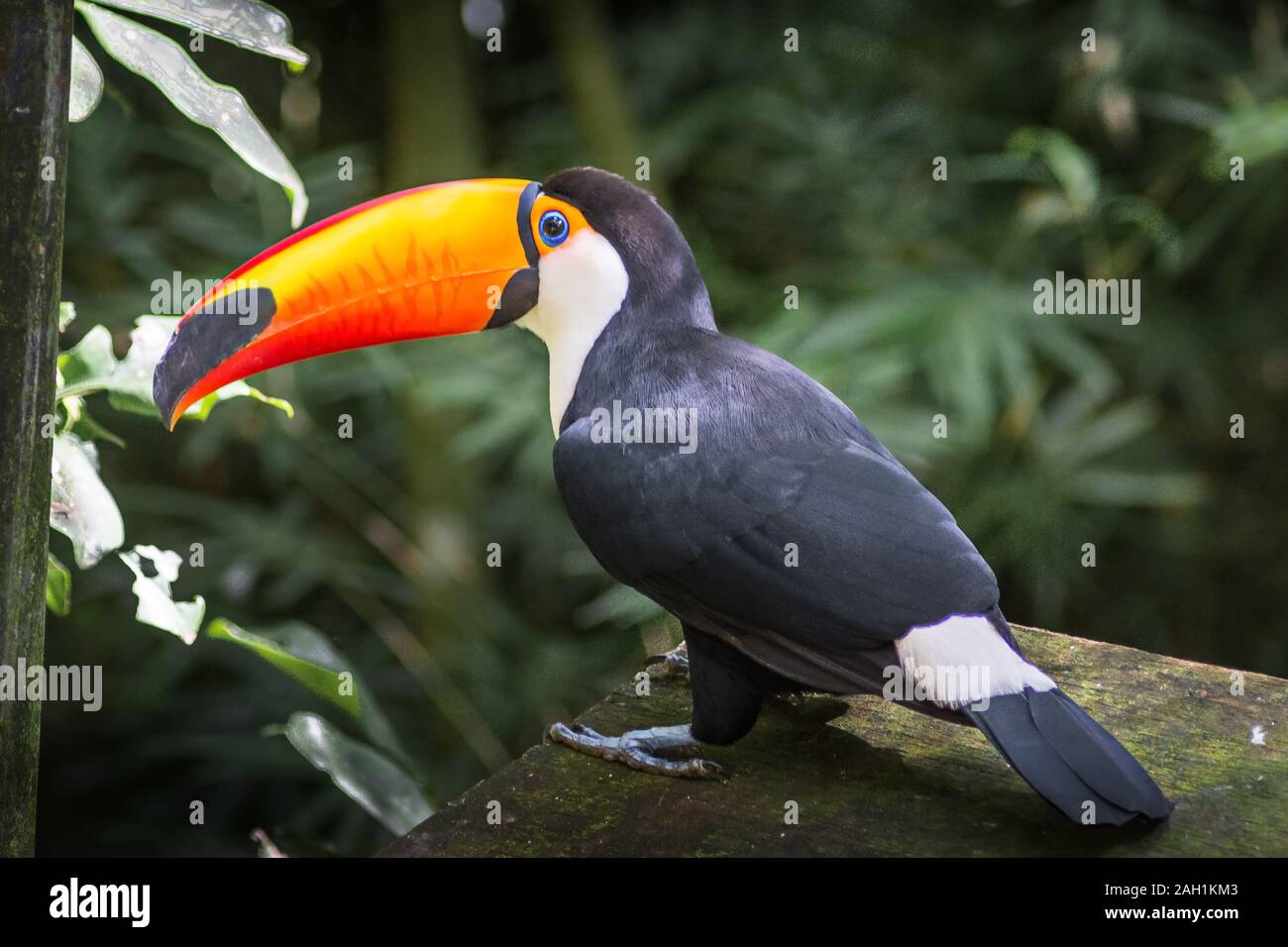 Tucano-toco isolated bird Ramphastos toco close up portrait in the wild ...