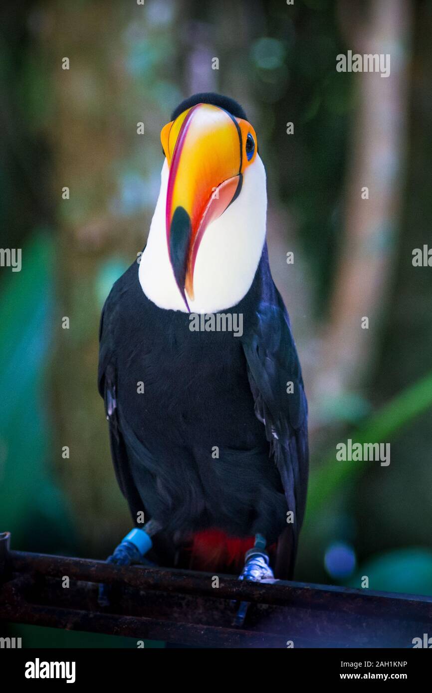 Tucano-toco isolated bird Ramphastos toco close up portrait in the wild ...