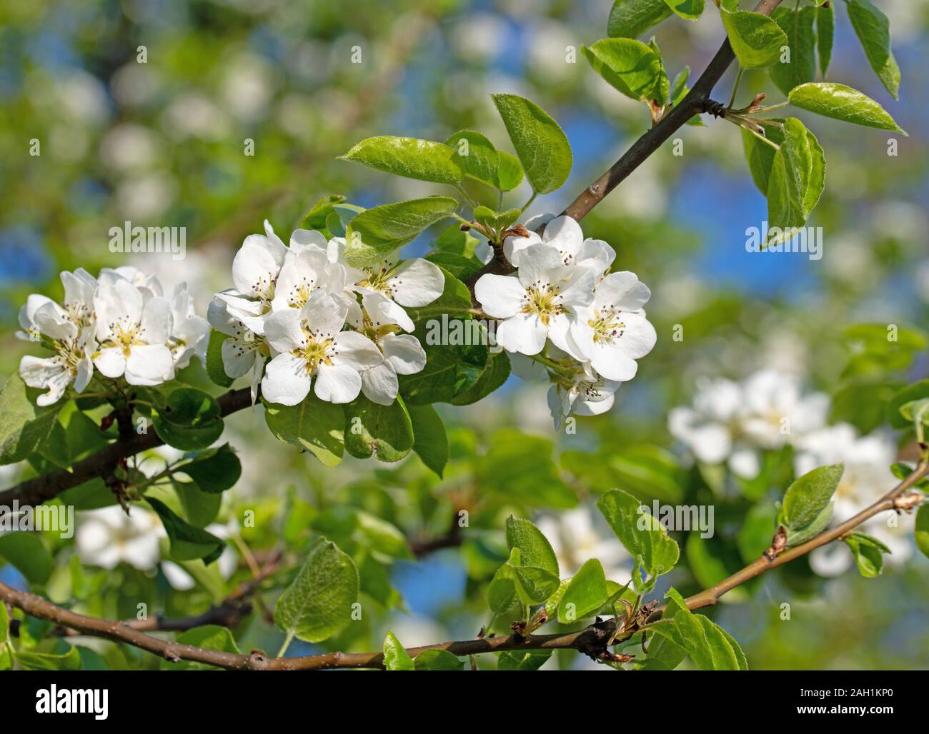 Pear blossom on pear tree hi-res stock photography and images - Alamy