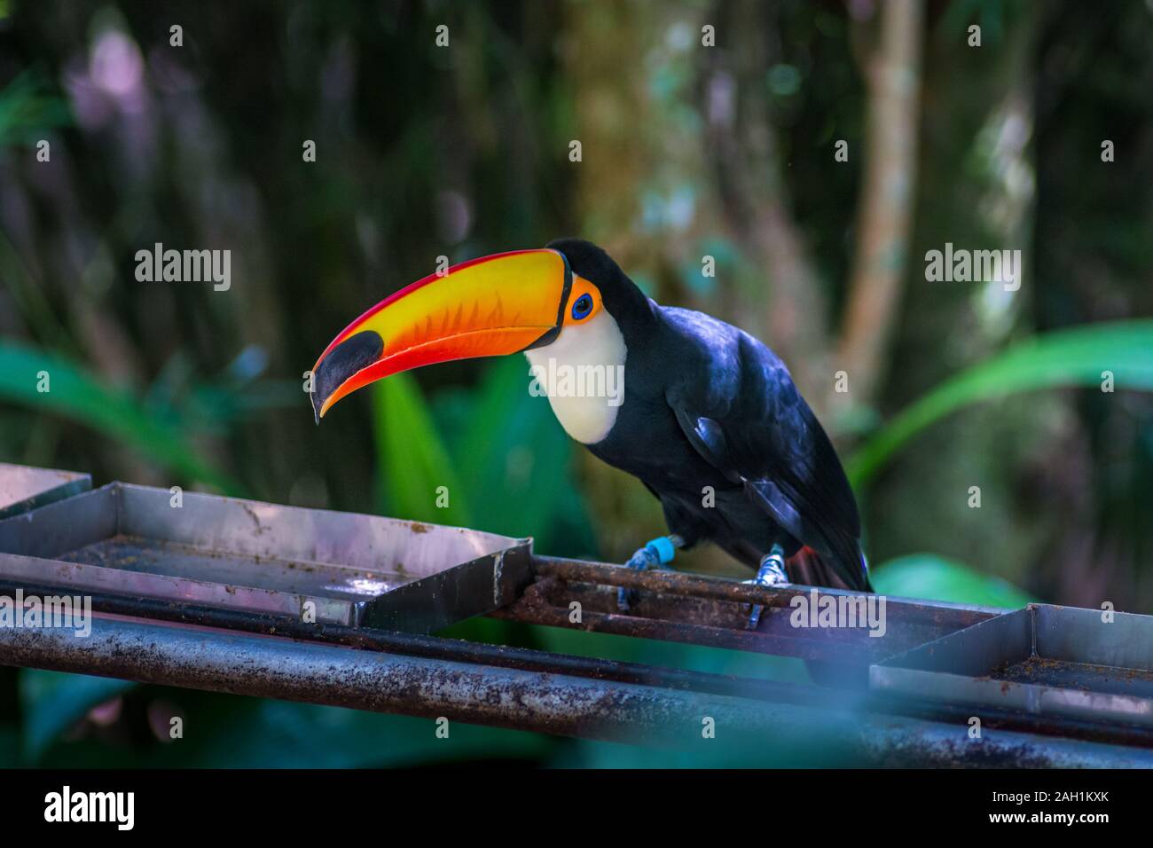 Tucano toco hi-res stock photography and images - Alamy