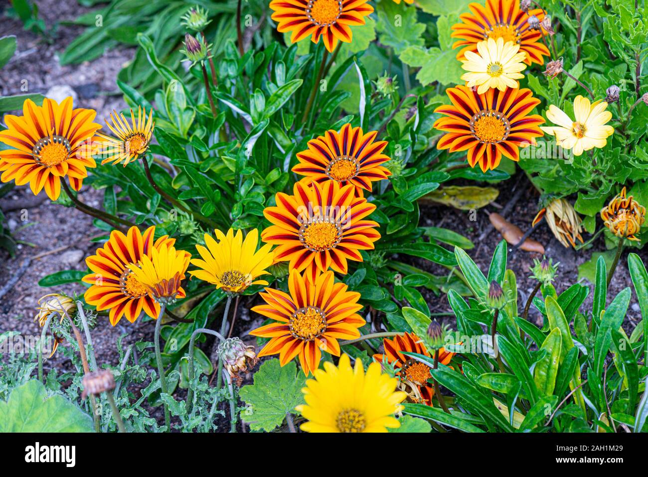 Treasure flowers (Gazania rigens Stock Photo - Alamy