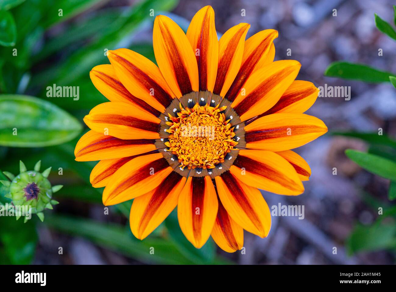 A treasure flower (Gazania rigens Stock Photo - Alamy