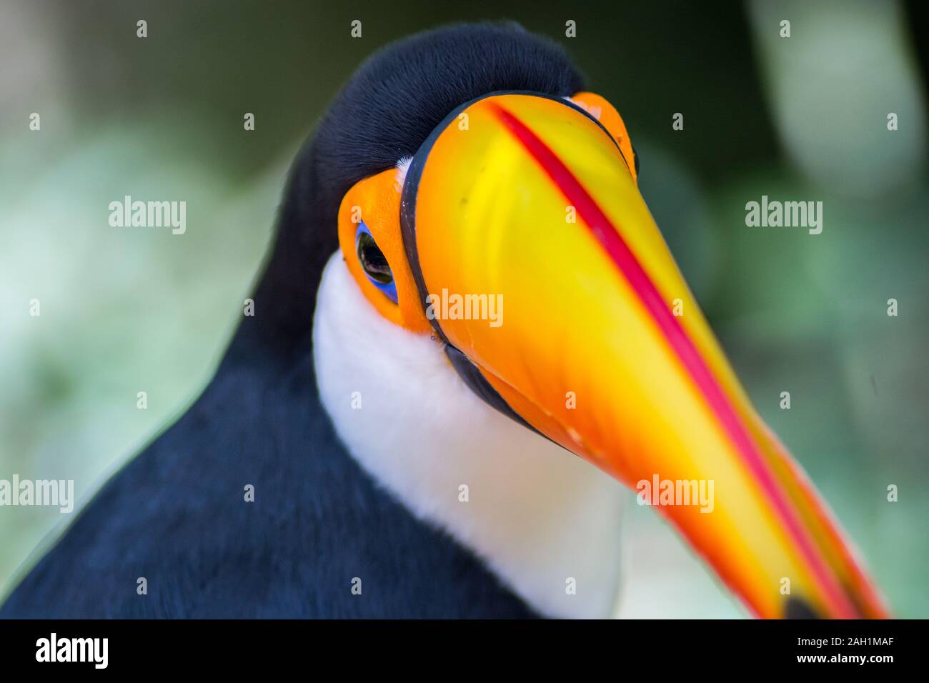 Tucano-toco isolated bird Ramphastos toco close up portrait in the wild ...