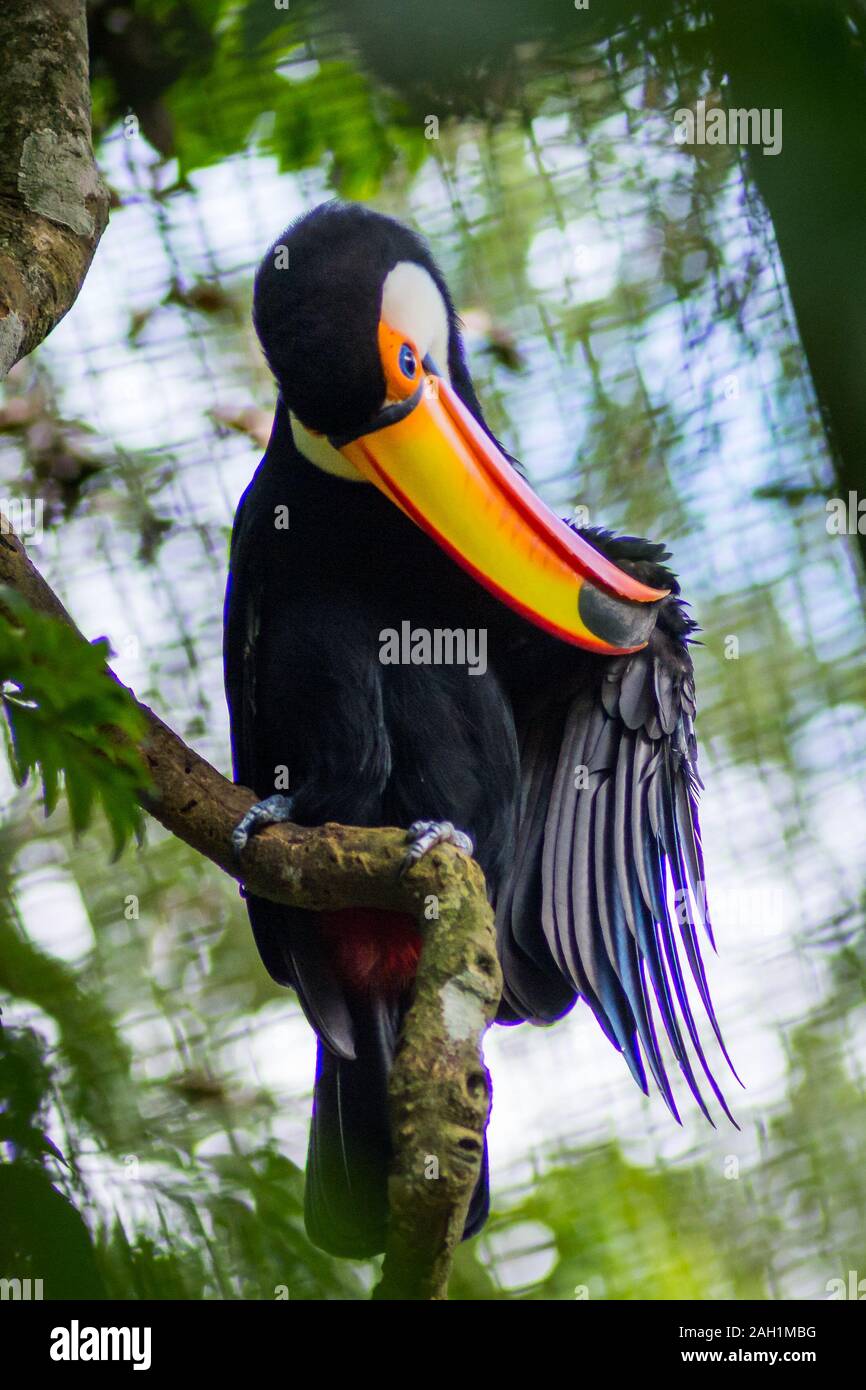Tucano-toco isolated bird Ramphastos toco close up portrait in the wild ...