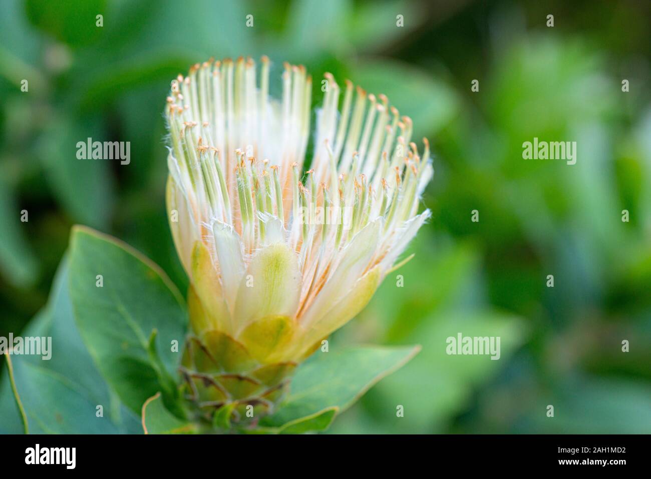 The flower of a long-bud sugarbush (Protea aurea Stock Photo - Alamy