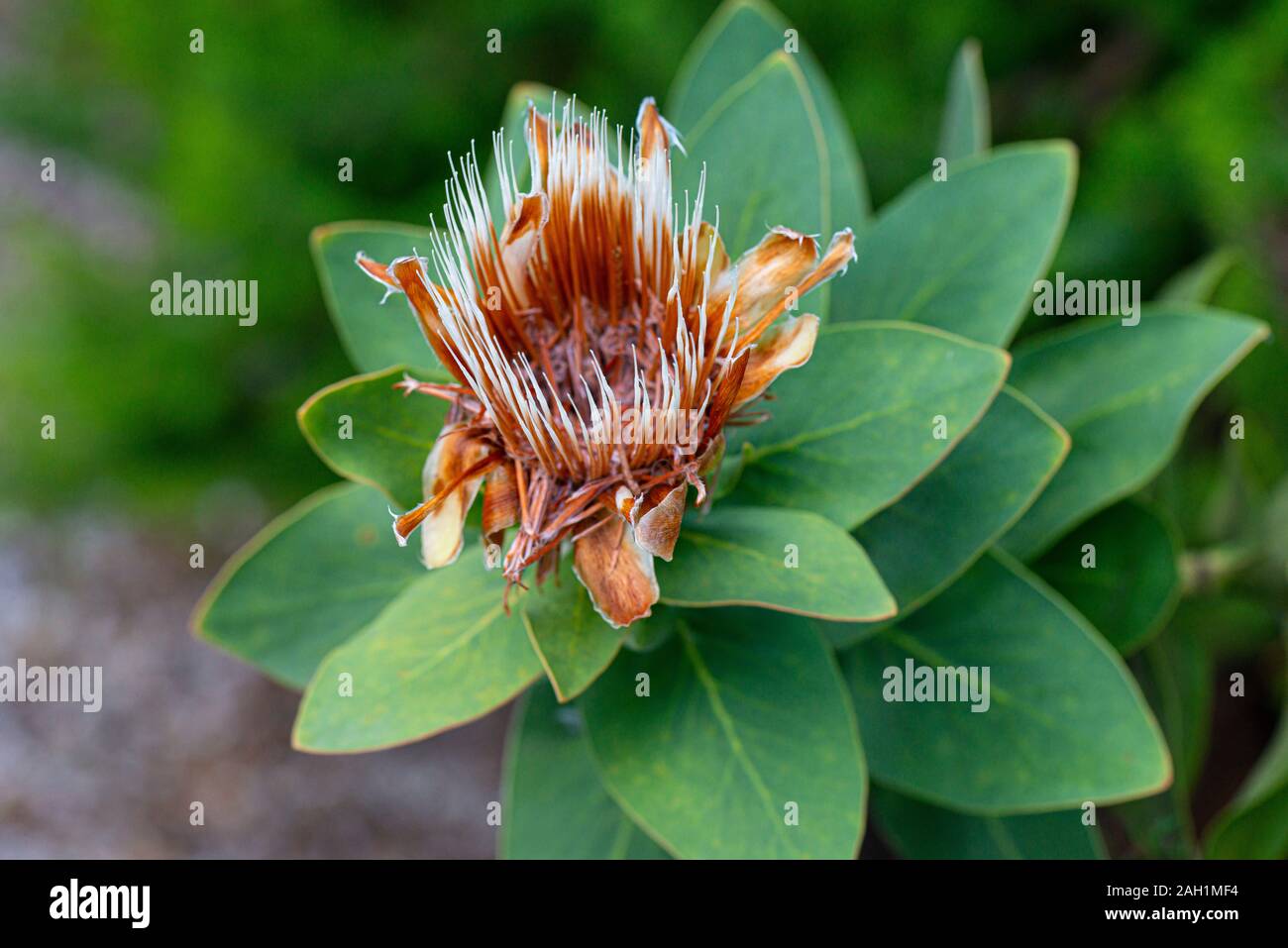 The flower of a long-bud sugarbush (Protea aurea Stock Photo - Alamy