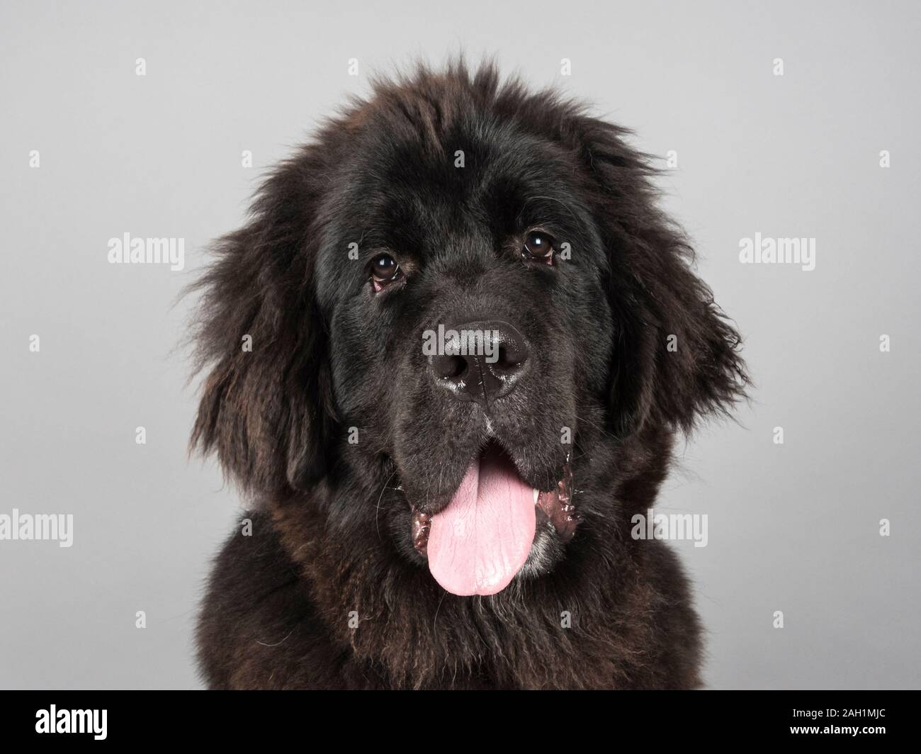 Newfoundland Puppy, black, male, UK Stock Photo - Alamy