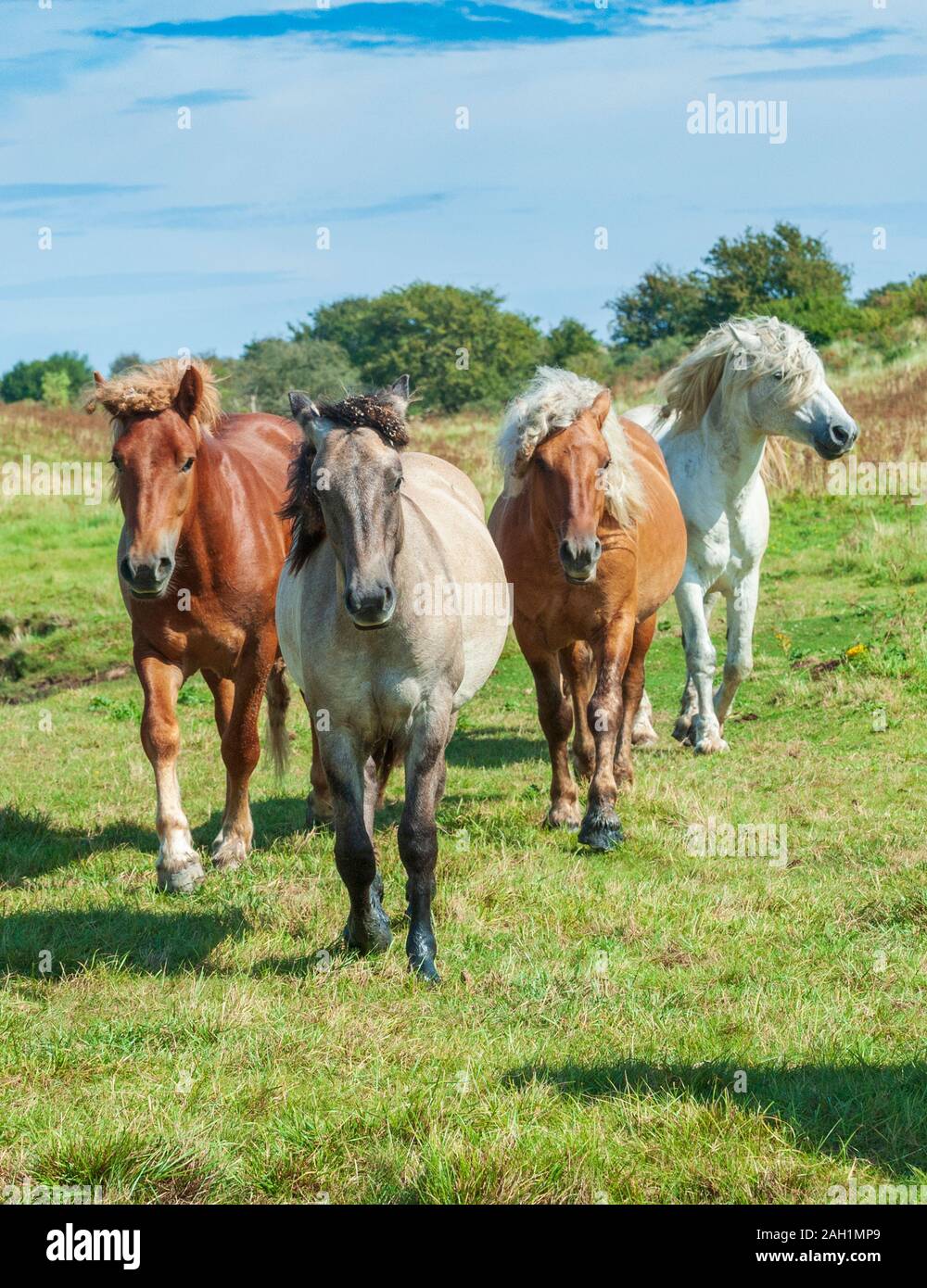 Gibraltar point ponies hi-res stock photography and images - Alamy