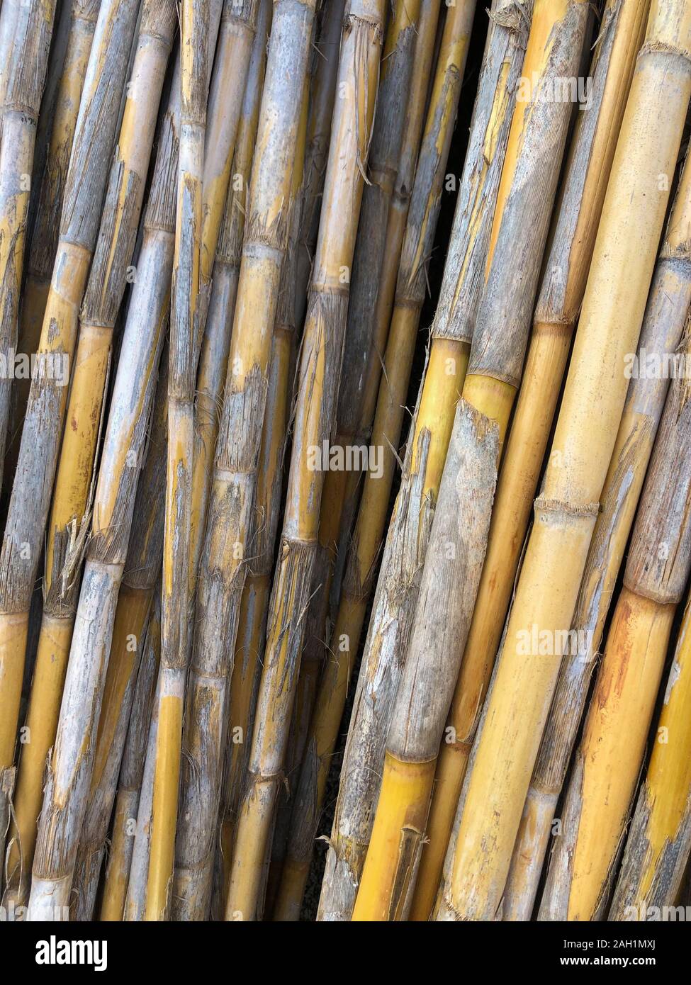 Dried reed stacked outdoors, Madeira, Portugal Stock Photo - Alamy