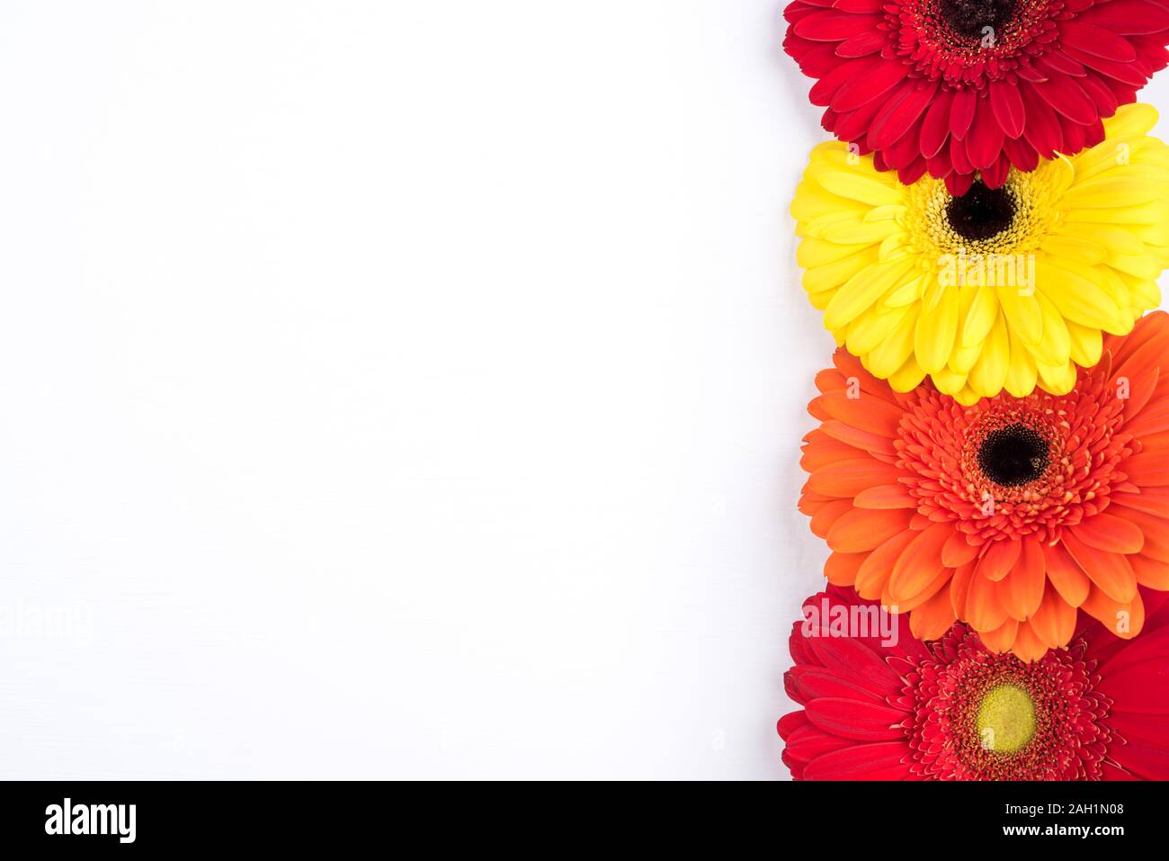 Beautiful floral background of gerbera flowers Stock Photo - Alamy