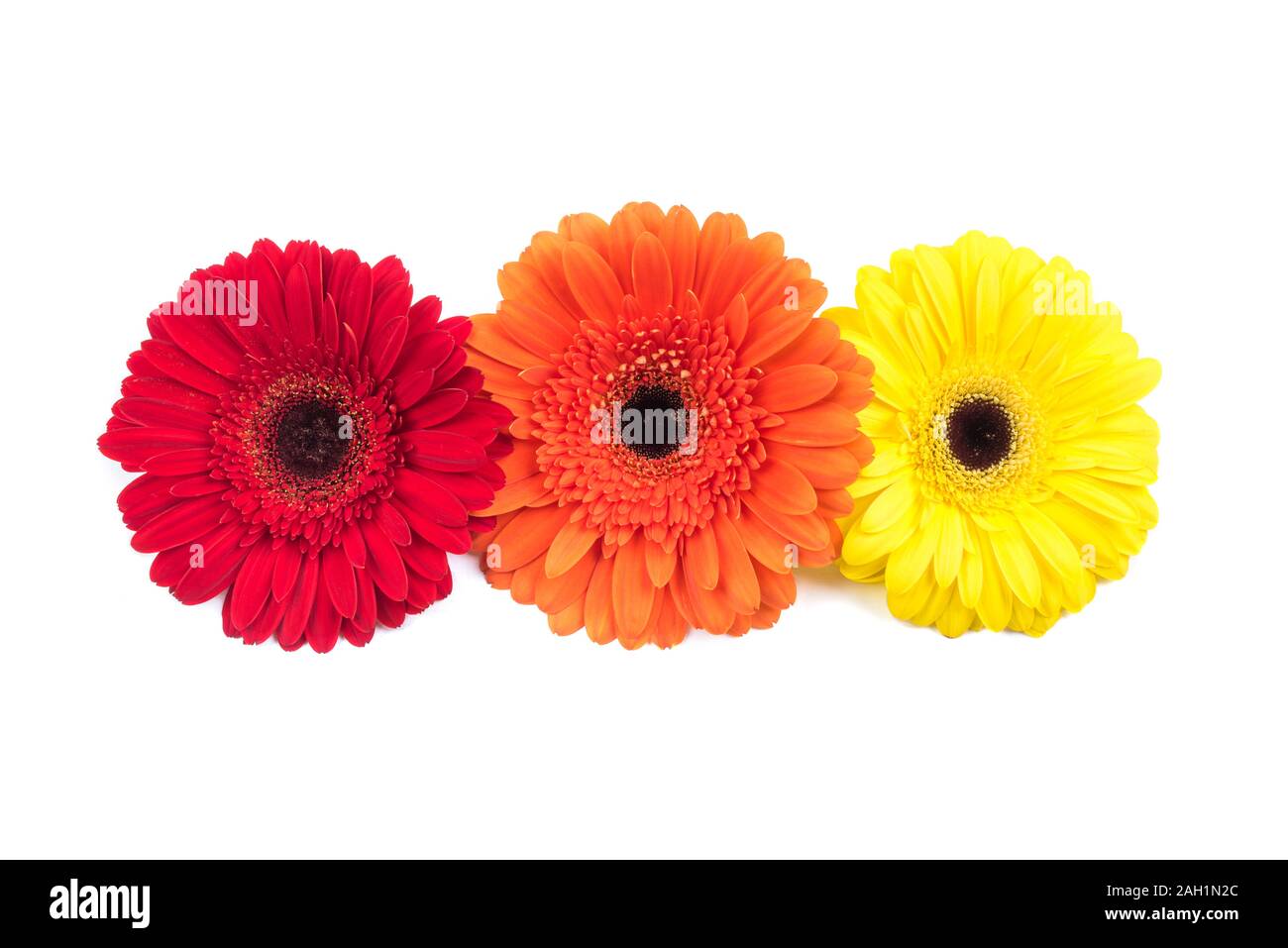 Three gerbera flowers isolated on white background Stock Photo - Alamy