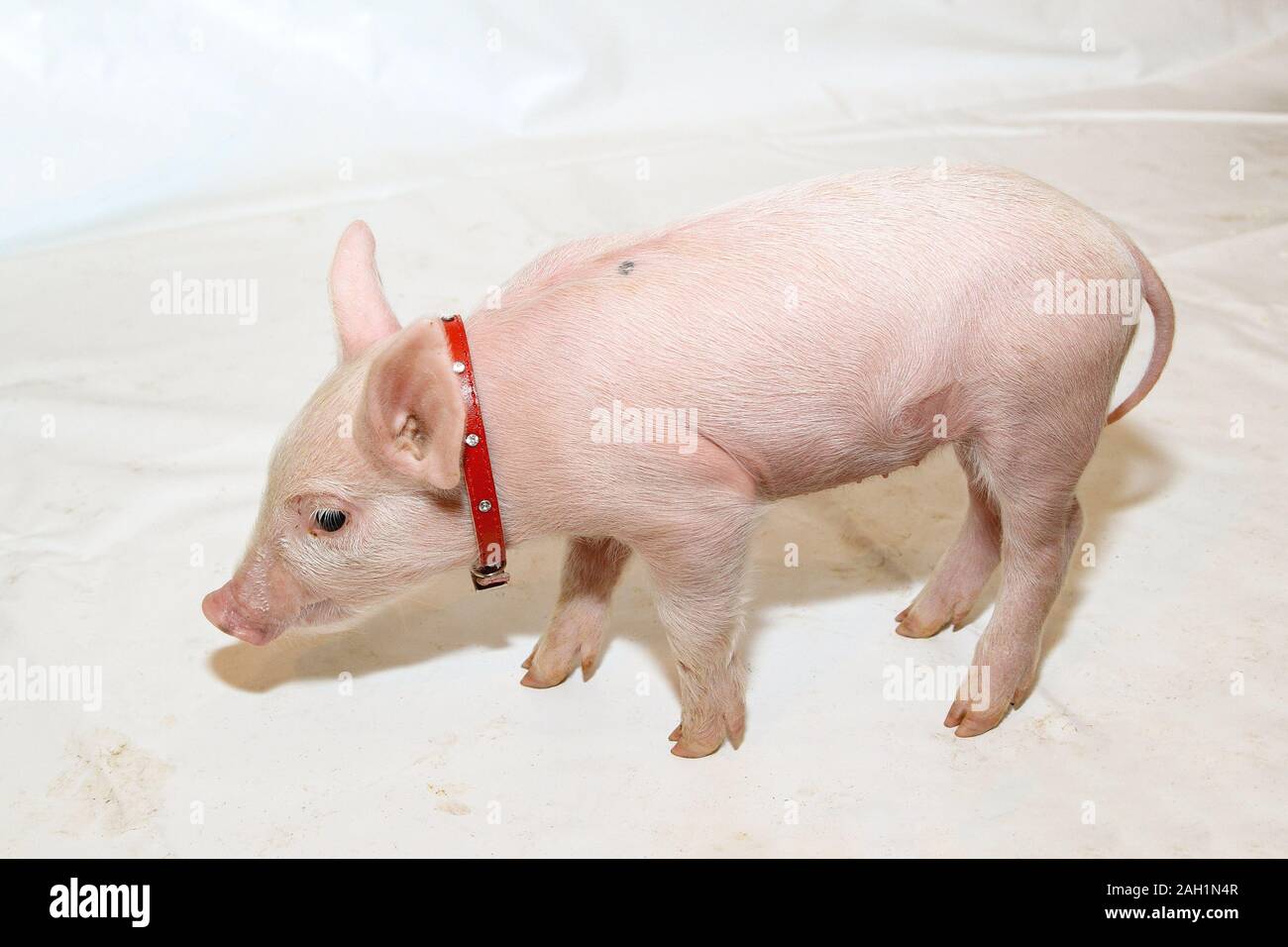 Pet Piglet With Red Neck Collar Stock Photo - Alamy