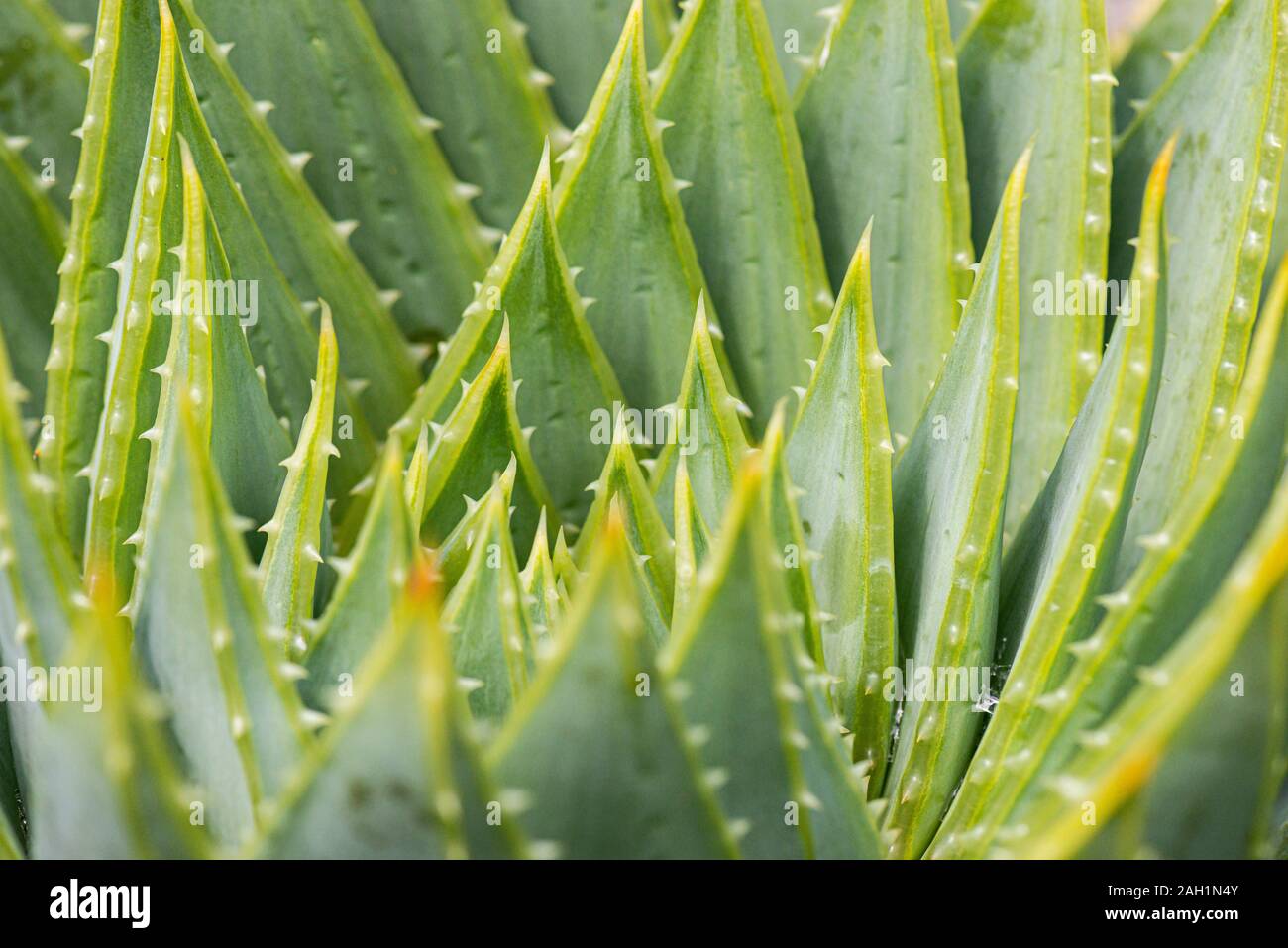 The serrated, fleshy leaves of a many-leaved aloe (Aloe polyphylla ...