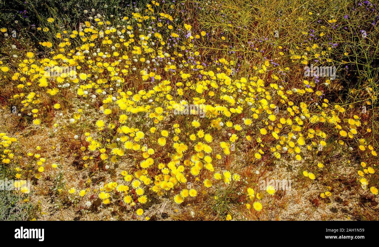 California's dandelion in full bloom in a meadow at springtime in Anza ...
