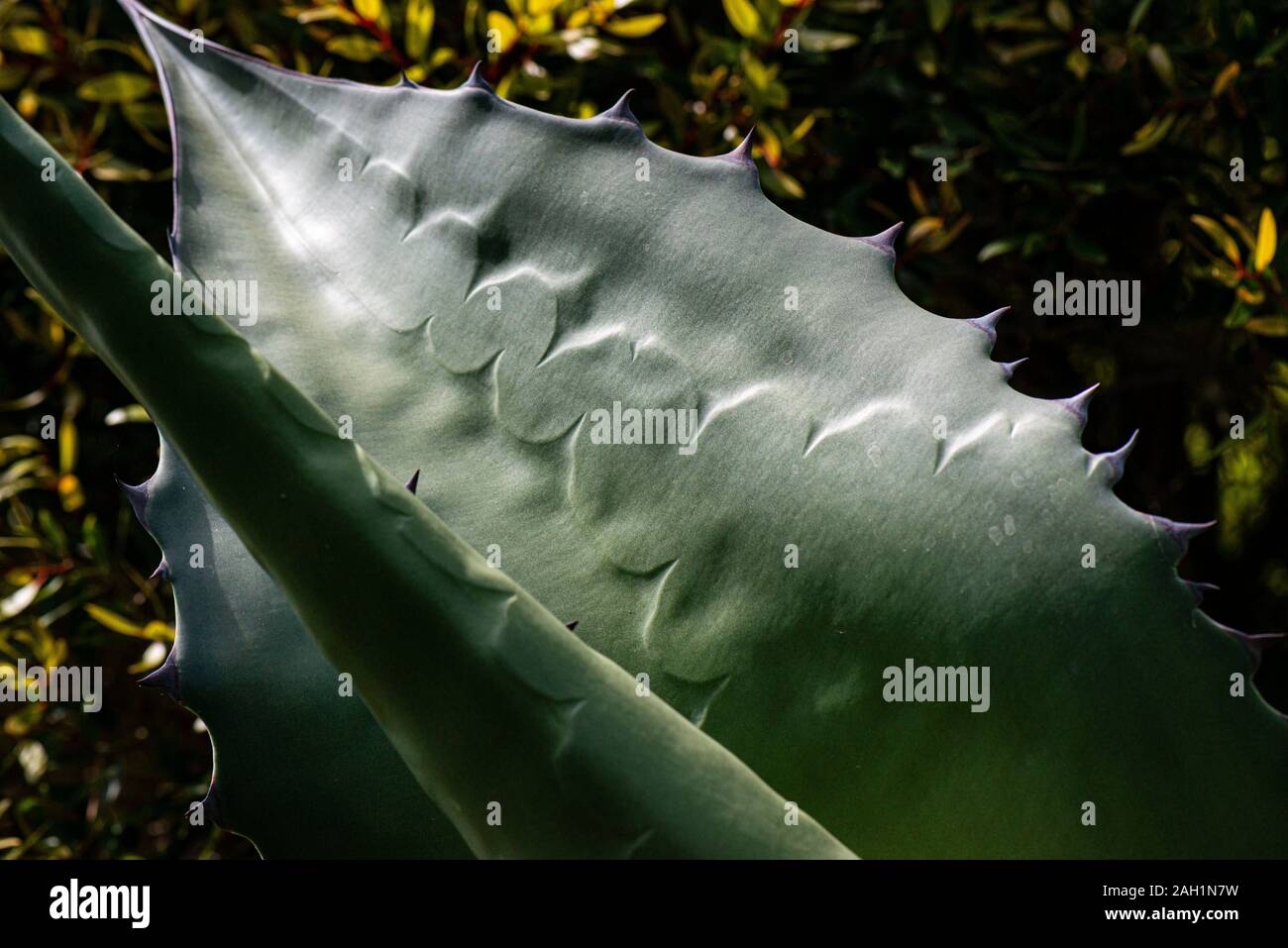 The leaves of a century plant (Agave americana Stock Photo - Alamy