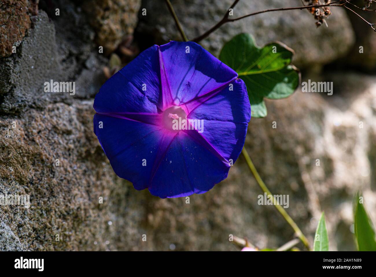 The flower of a blue dawn flower (Ipomoea indica Stock Photo - Alamy