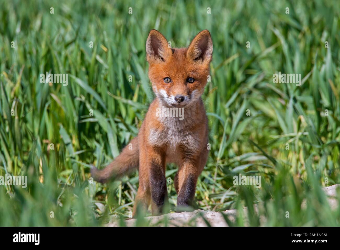 Red fox burrow uk hi-res stock photography and images - Alamy