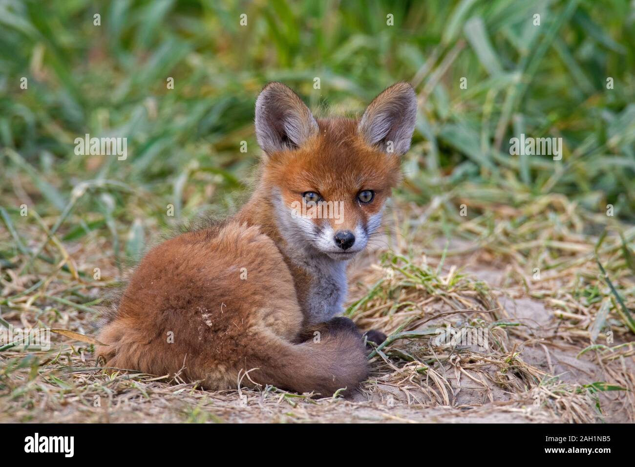 Red fox kits resting hi-res stock photography and images - Alamy
