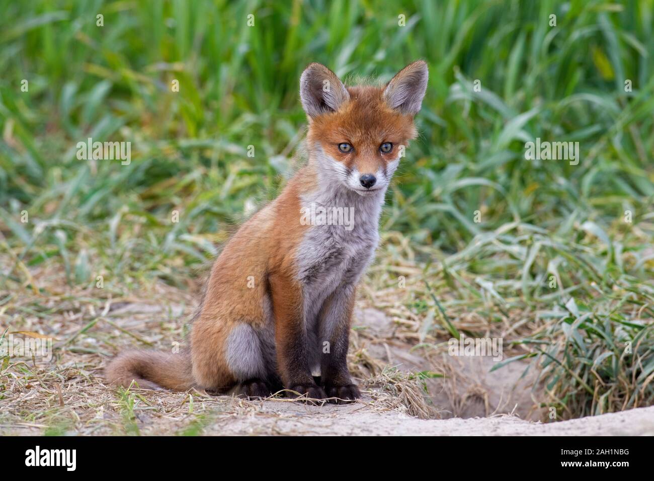 Fox Nest Uk High Resolution Stock Photography and Images - Alamy