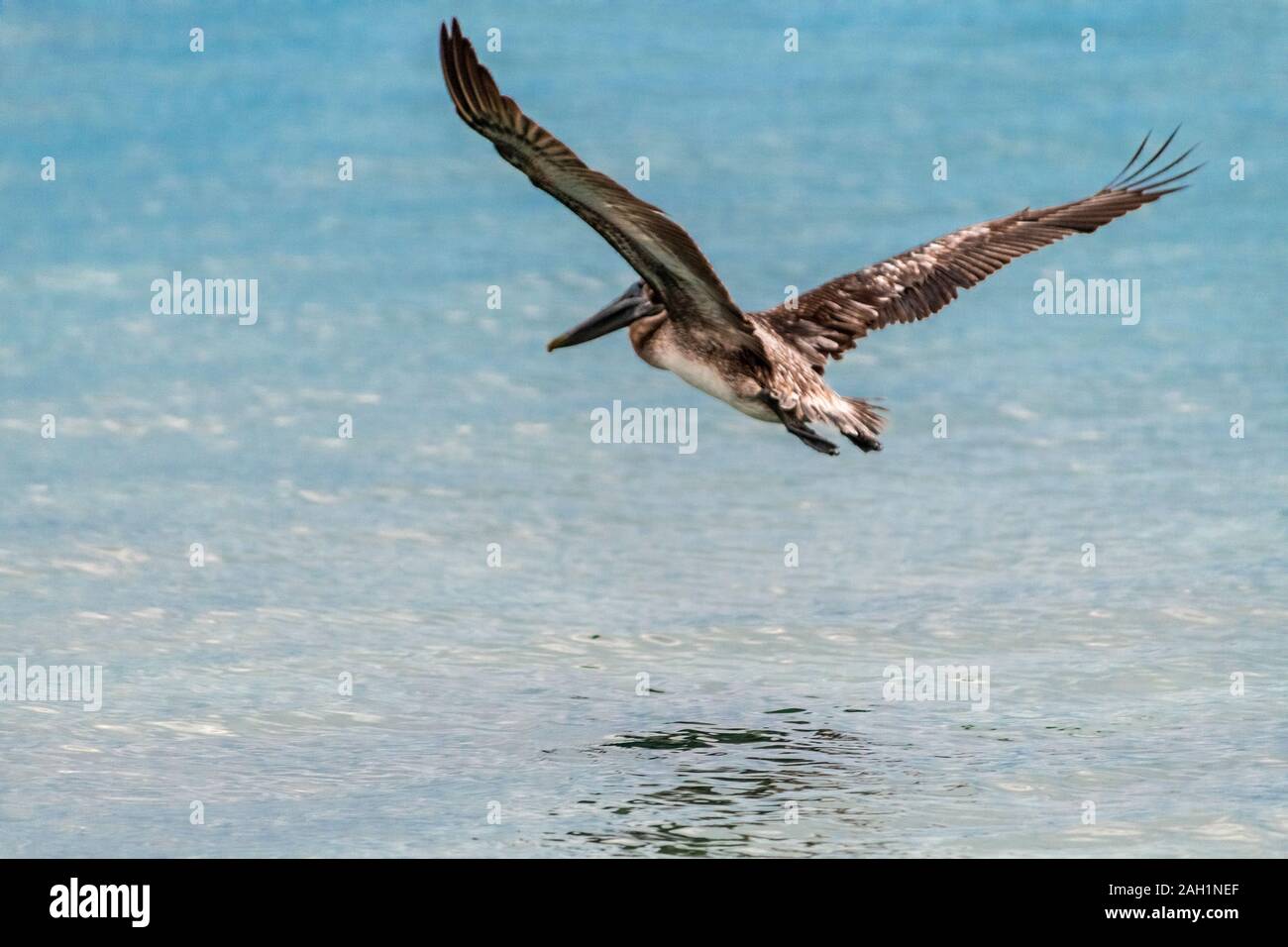 Flying low above water hi-res stock photography and images - Alamy