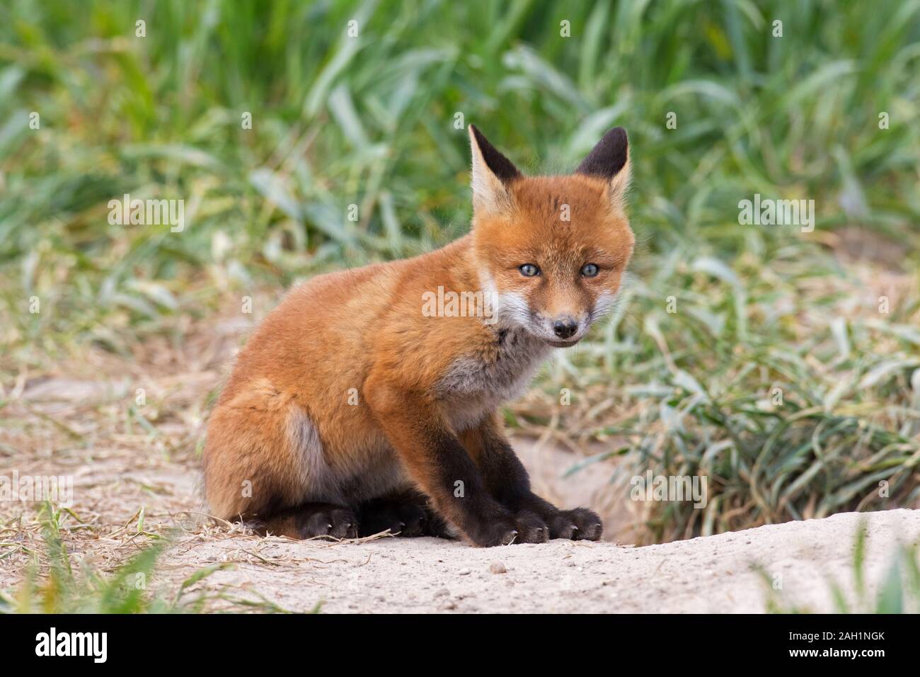 Fox Nest Uk High Resolution Stock Photography and Images - Alamy