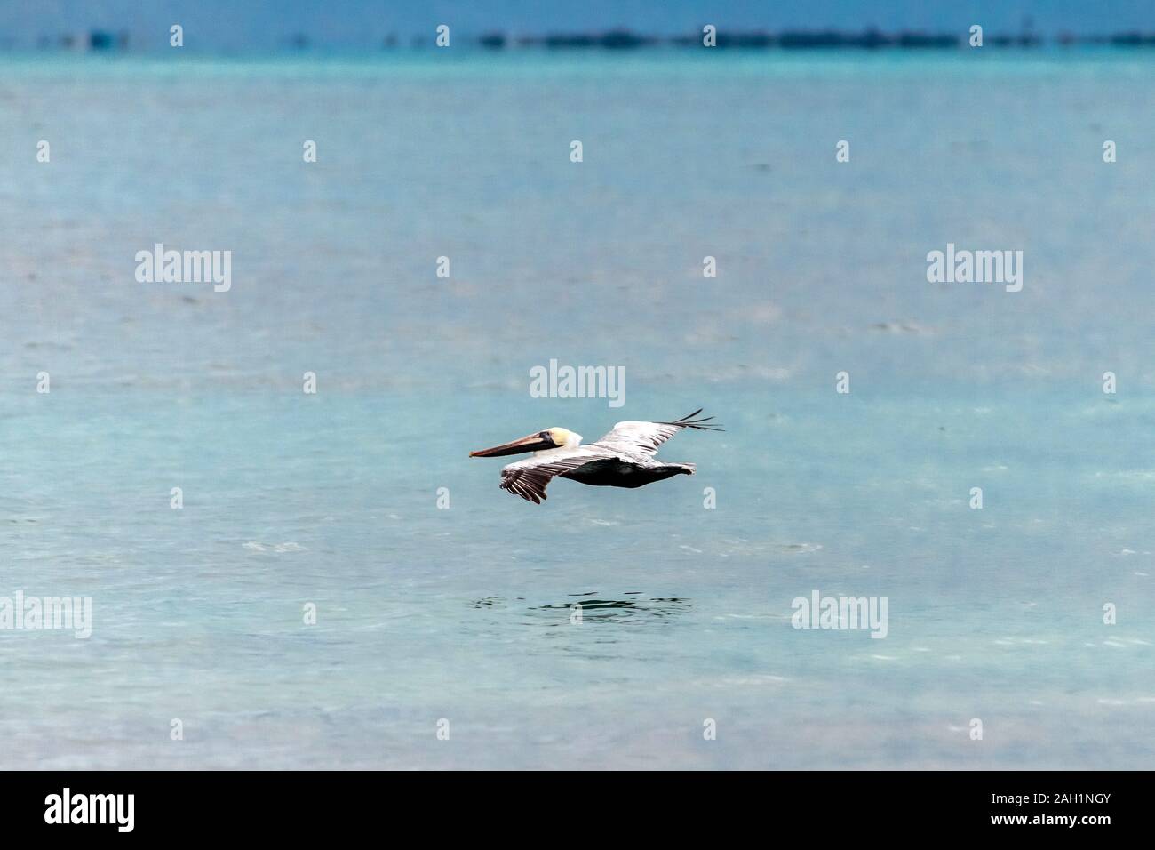 Flying low above water hi-res stock photography and images - Alamy