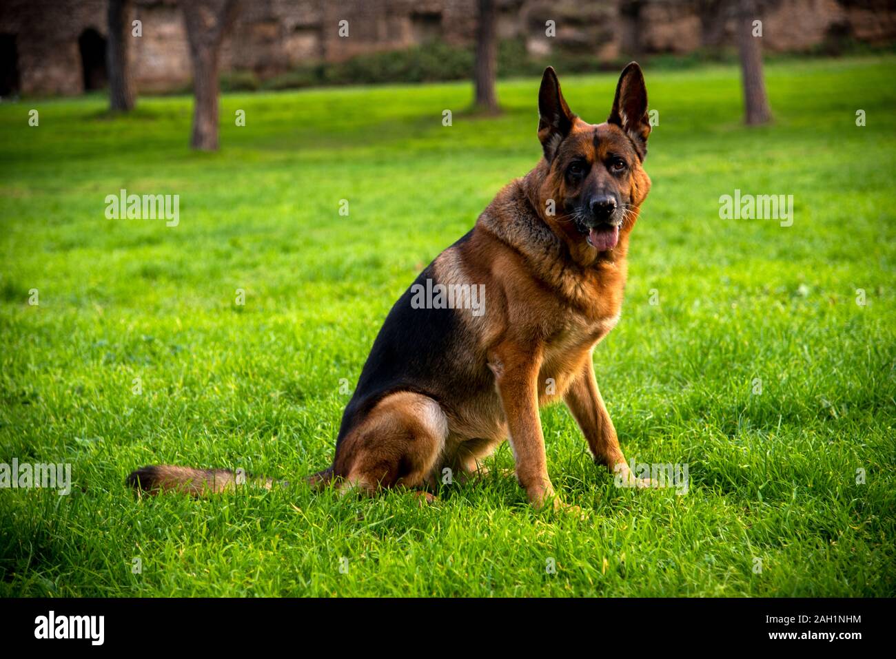 German shepherd dog playing at the park Park in Rome Stock Photo - Alamy