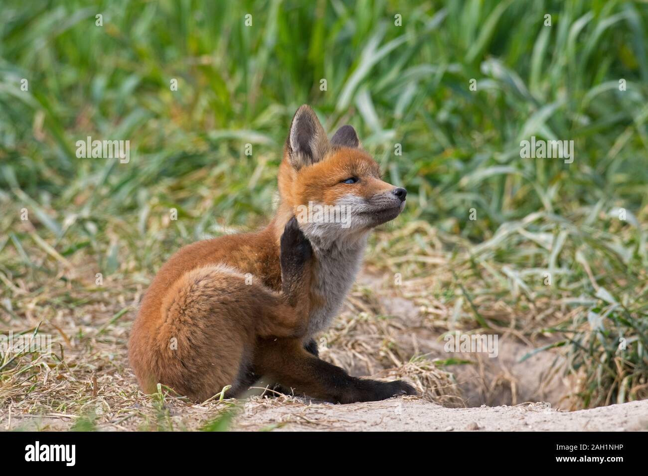 Fox Grooming High Resolution Stock Photography and Images - Alamy