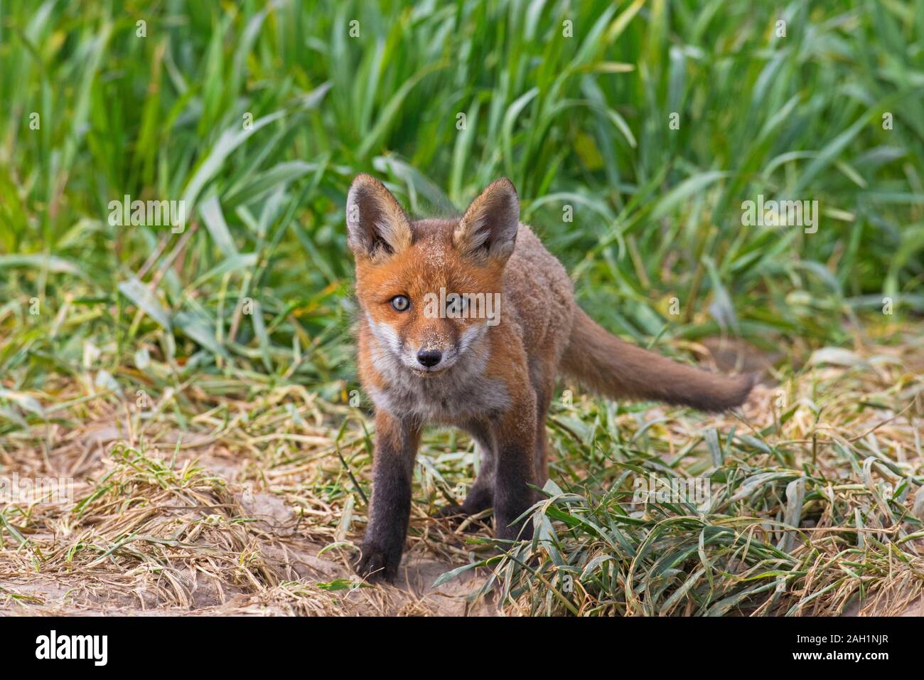 From burrow hi-res stock photography and images - Alamy