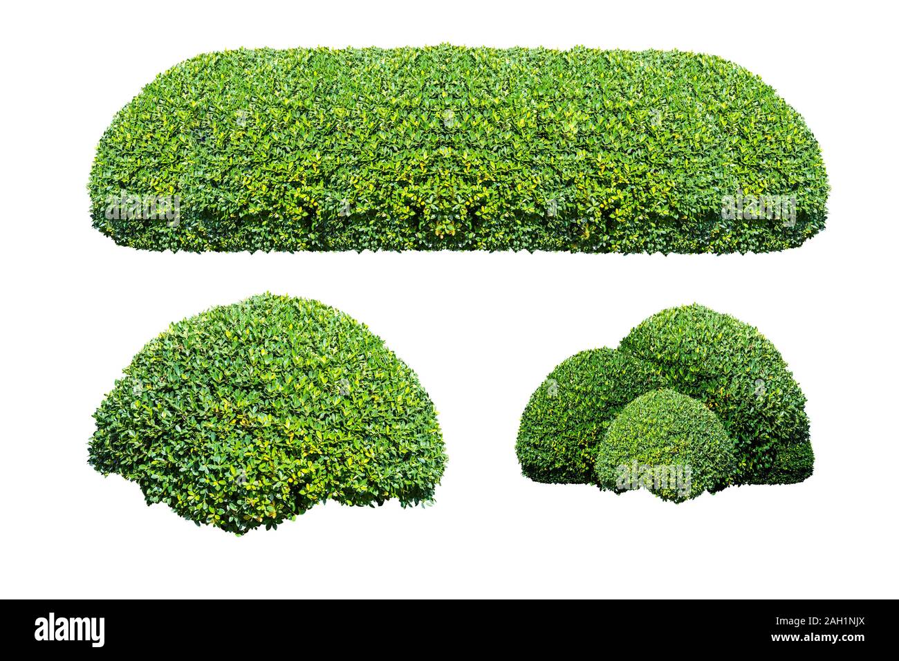 Green bush isolated on white background Stock Photo - Alamy
