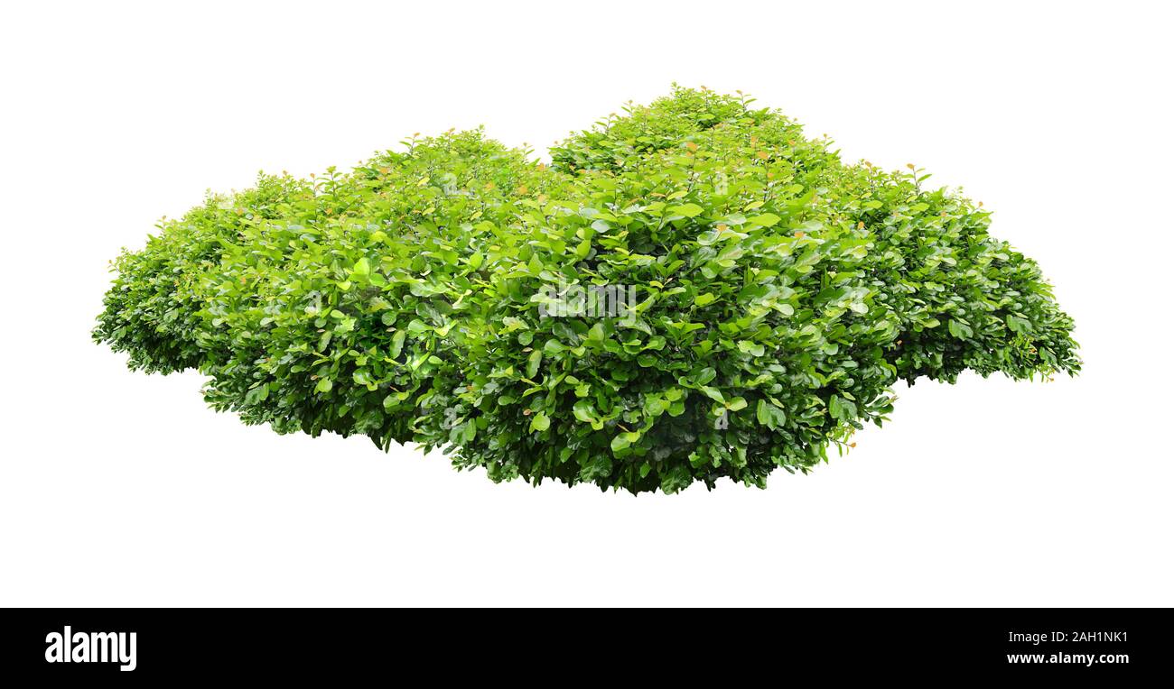 Green bush isolated on white background Stock Photo - Alamy