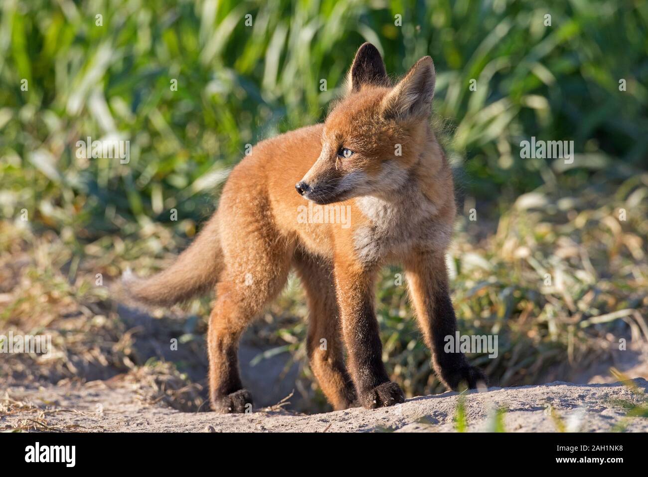 From Burrow High Resolution Stock Photography and Images - Alamy