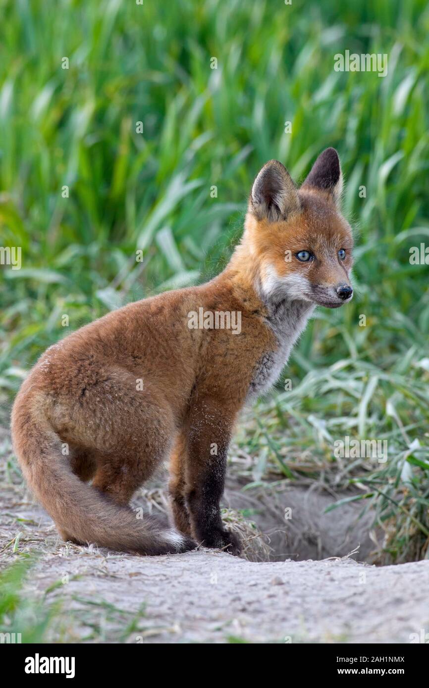 Red fox burrow uk hi-res stock photography and images - Alamy