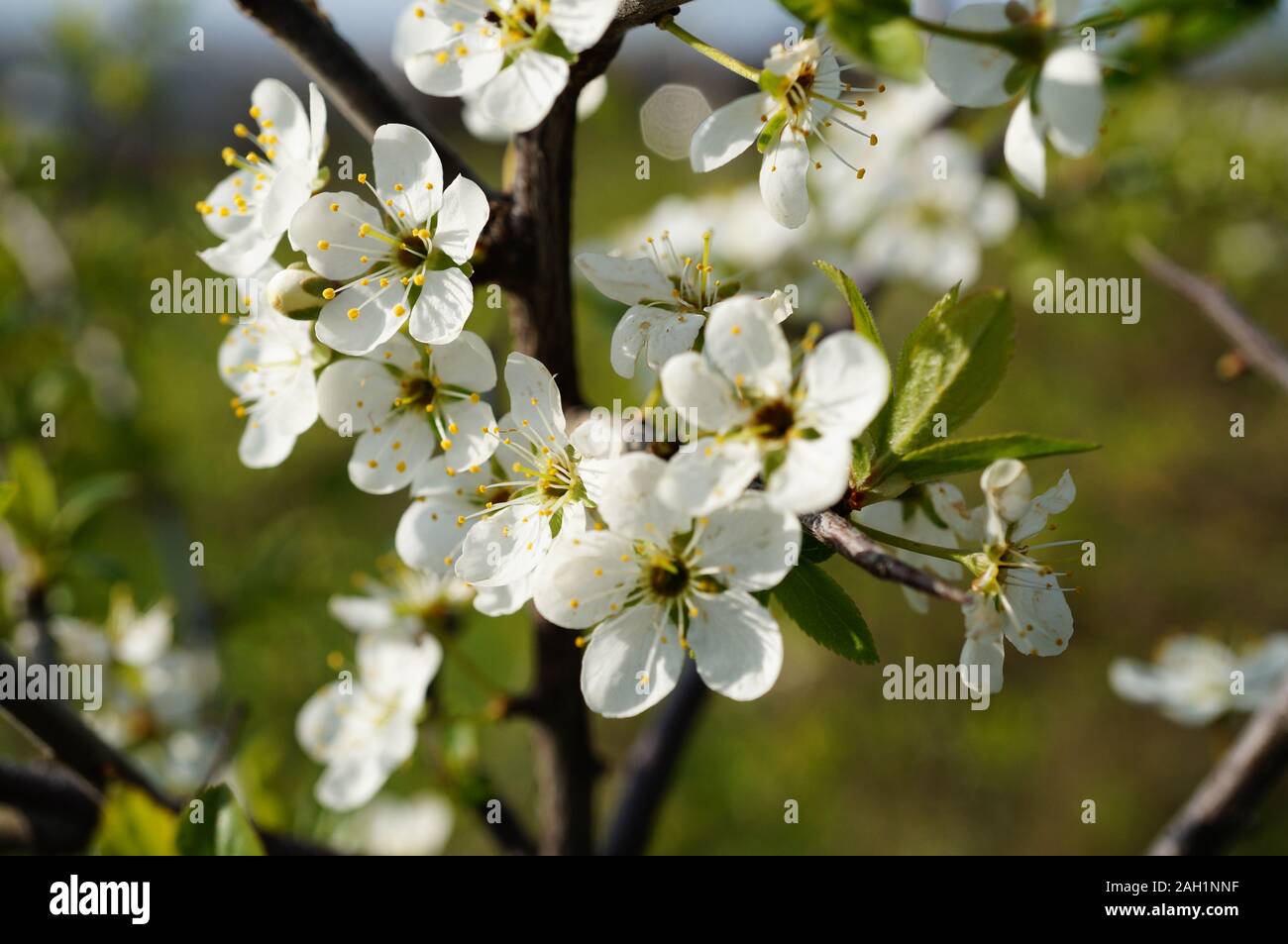 Photos of beautiful wild flowers in nature Stock Photo - Alamy
