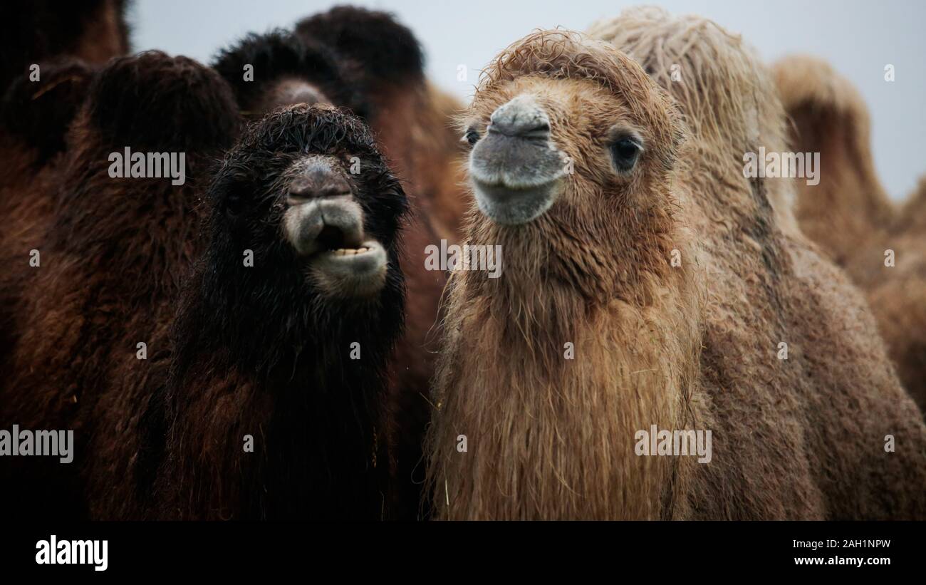 Camels in captivity hi-res stock photography and images - Alamy