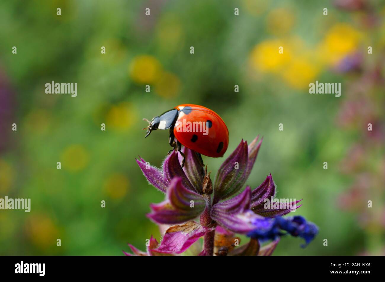 Ladybug insects hi-res stock photography and images - Alamy