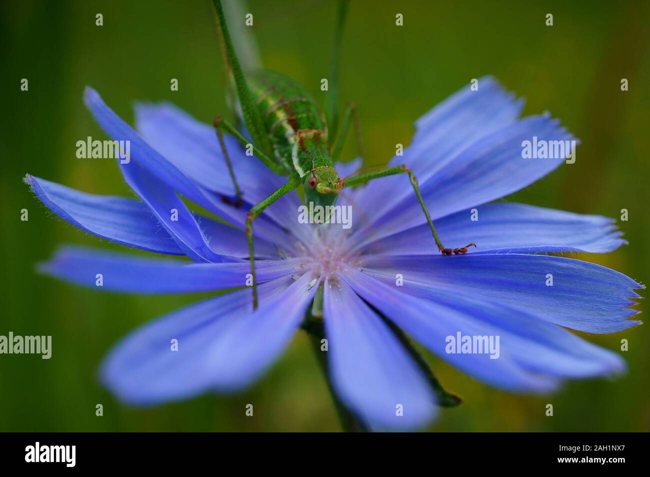 Photo of a grasshopper in the grass. Natural background Stock Photo - Alamy