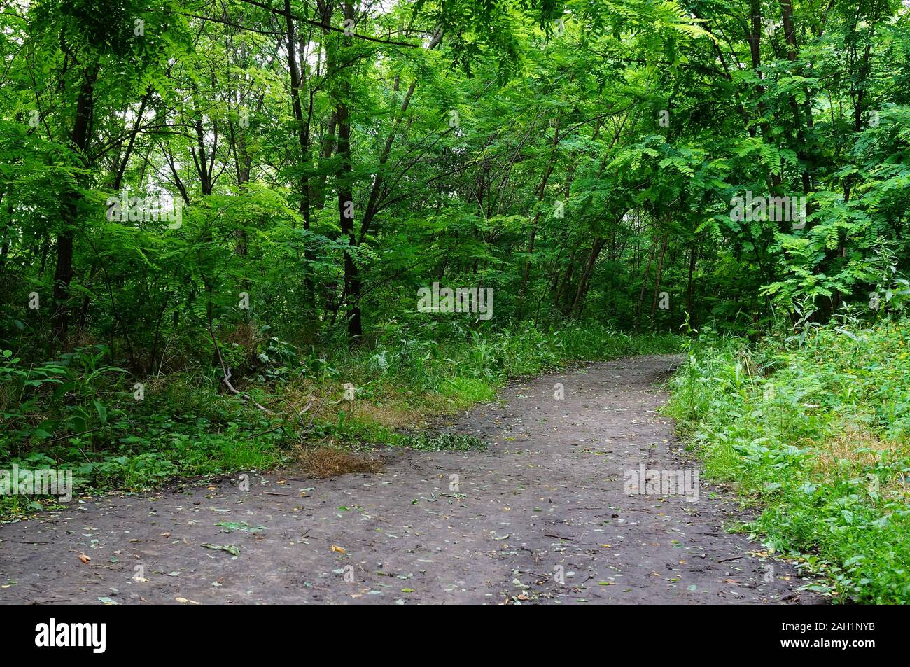 Photo of green grove Stock Photo - Alamy