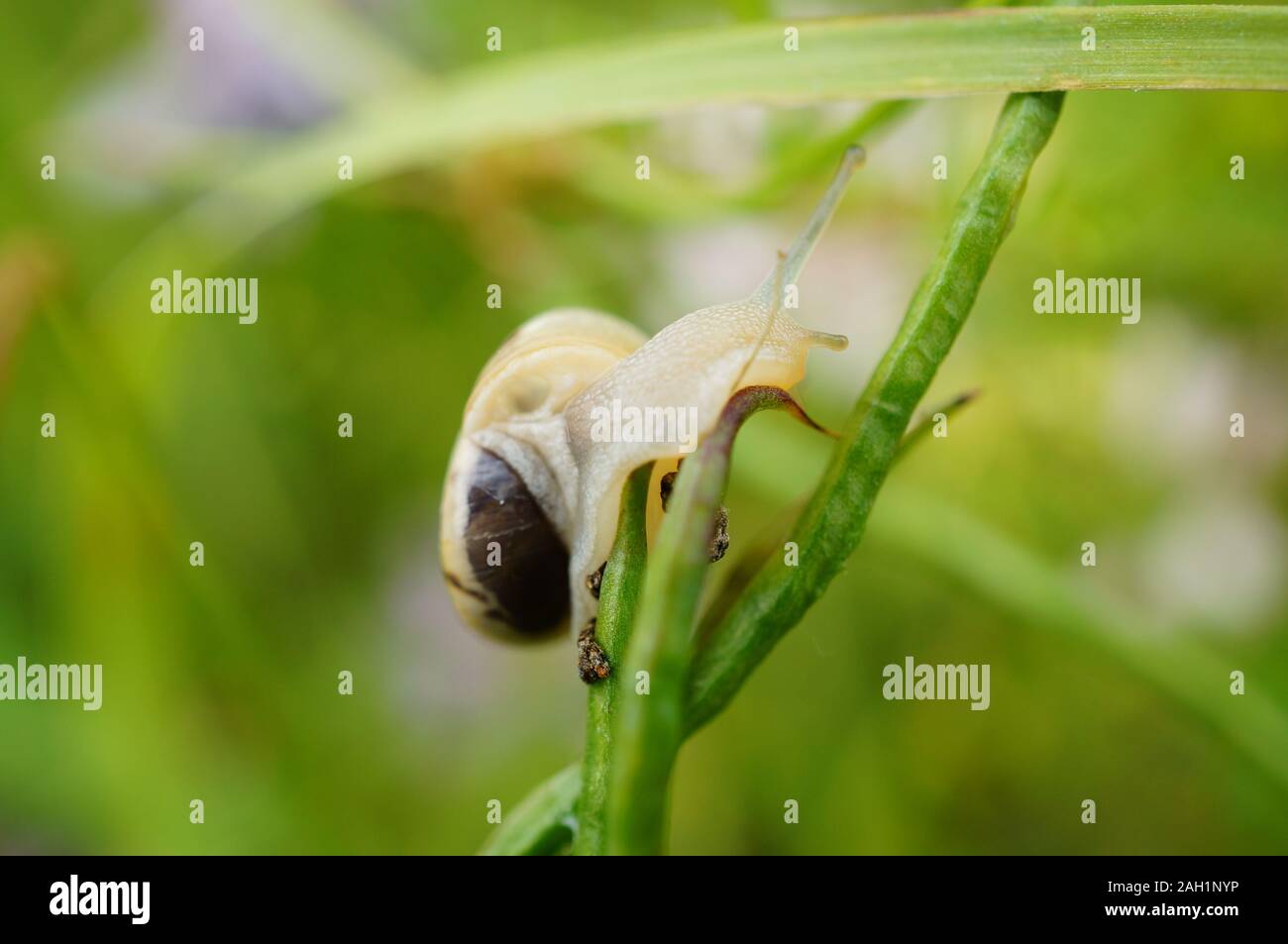 Snail insects hi-res stock photography and images - Alamy
