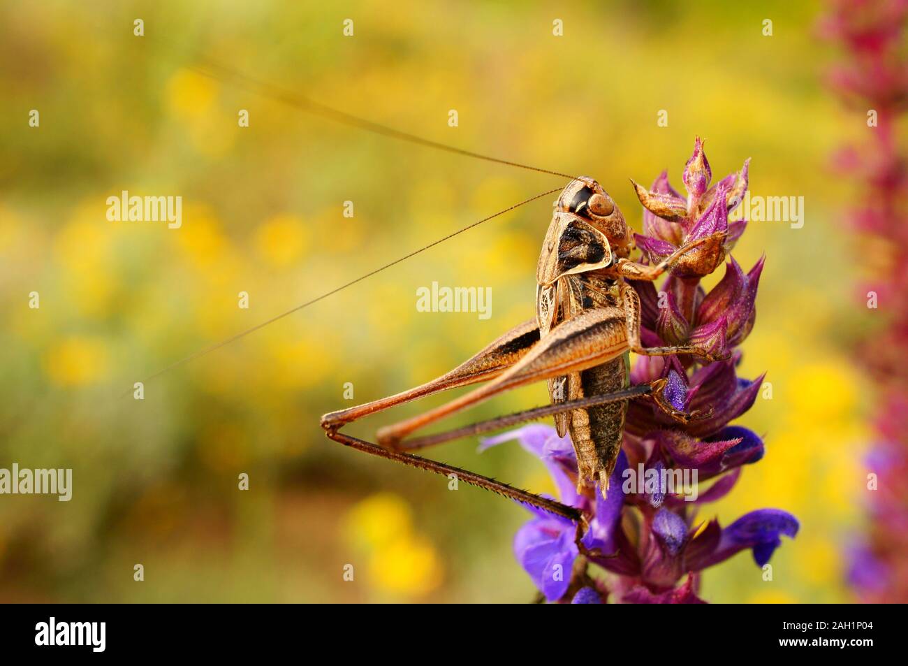 Photo of a grasshopper in the grass. Natural background Stock Photo - Alamy