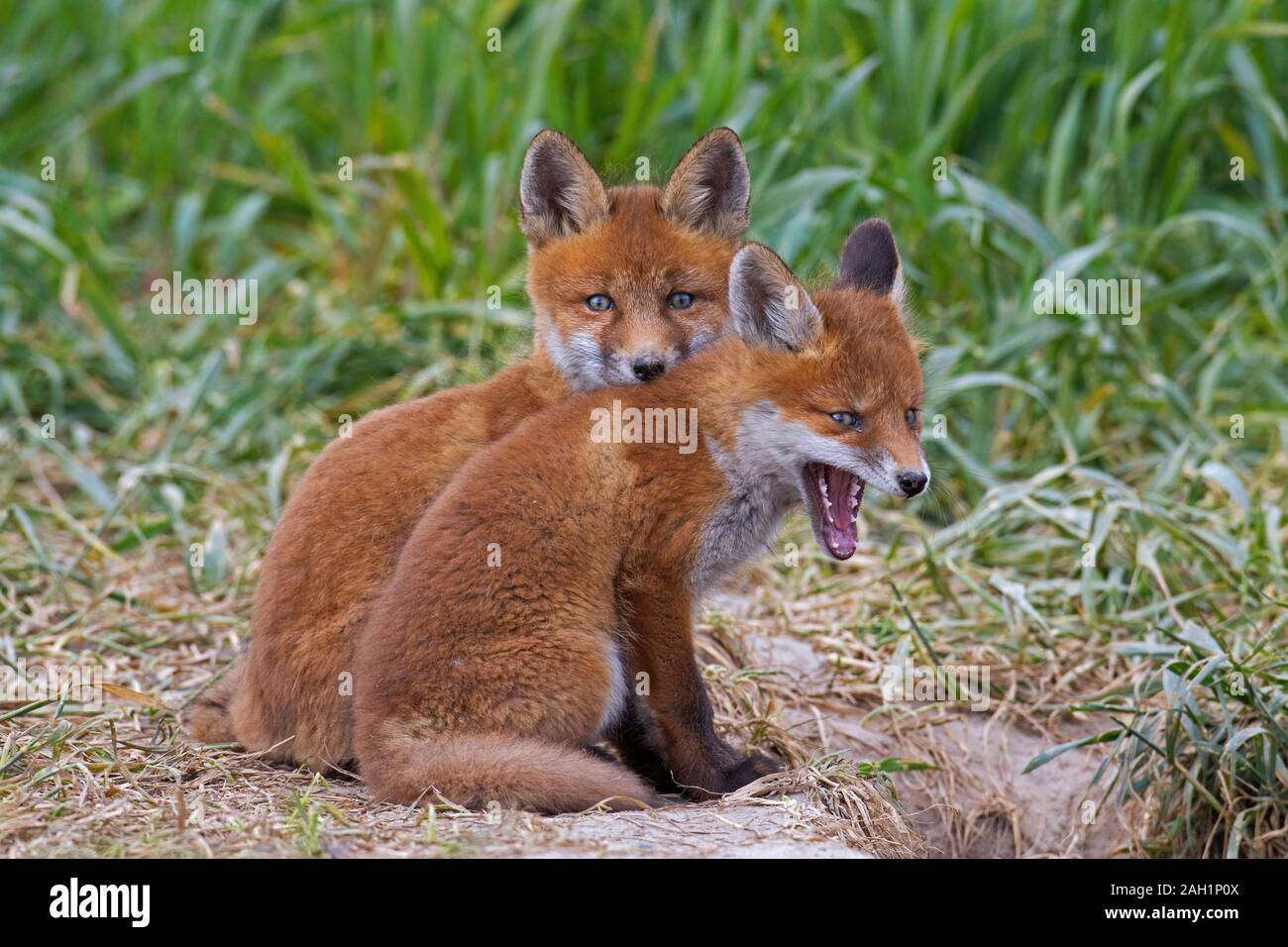 Young yelping red fox (Vulpes vulpes) two kits emerging from burrow ...