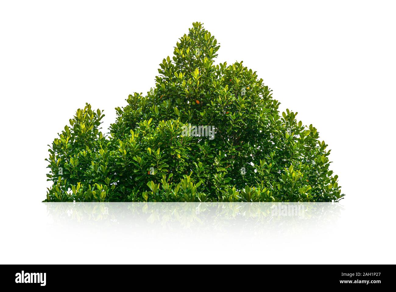 Green bush isolated on white background Stock Photo - Alamy