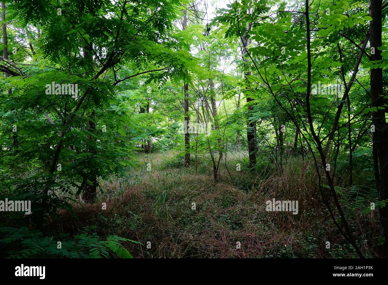 Flowering grove hi-res stock photography and images - Alamy