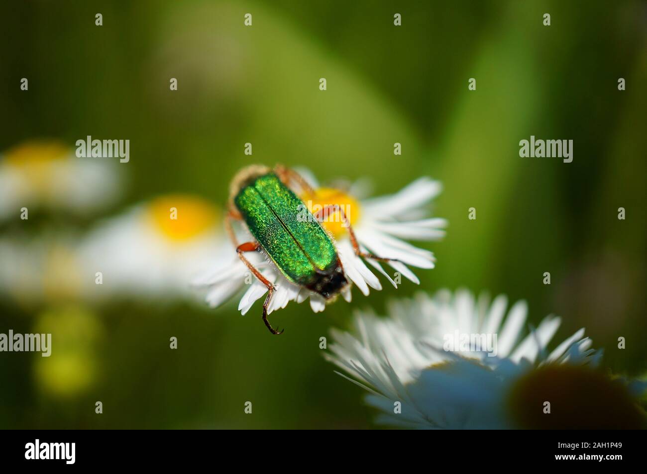 Beetle with bright color hi-res stock photography and images - Alamy