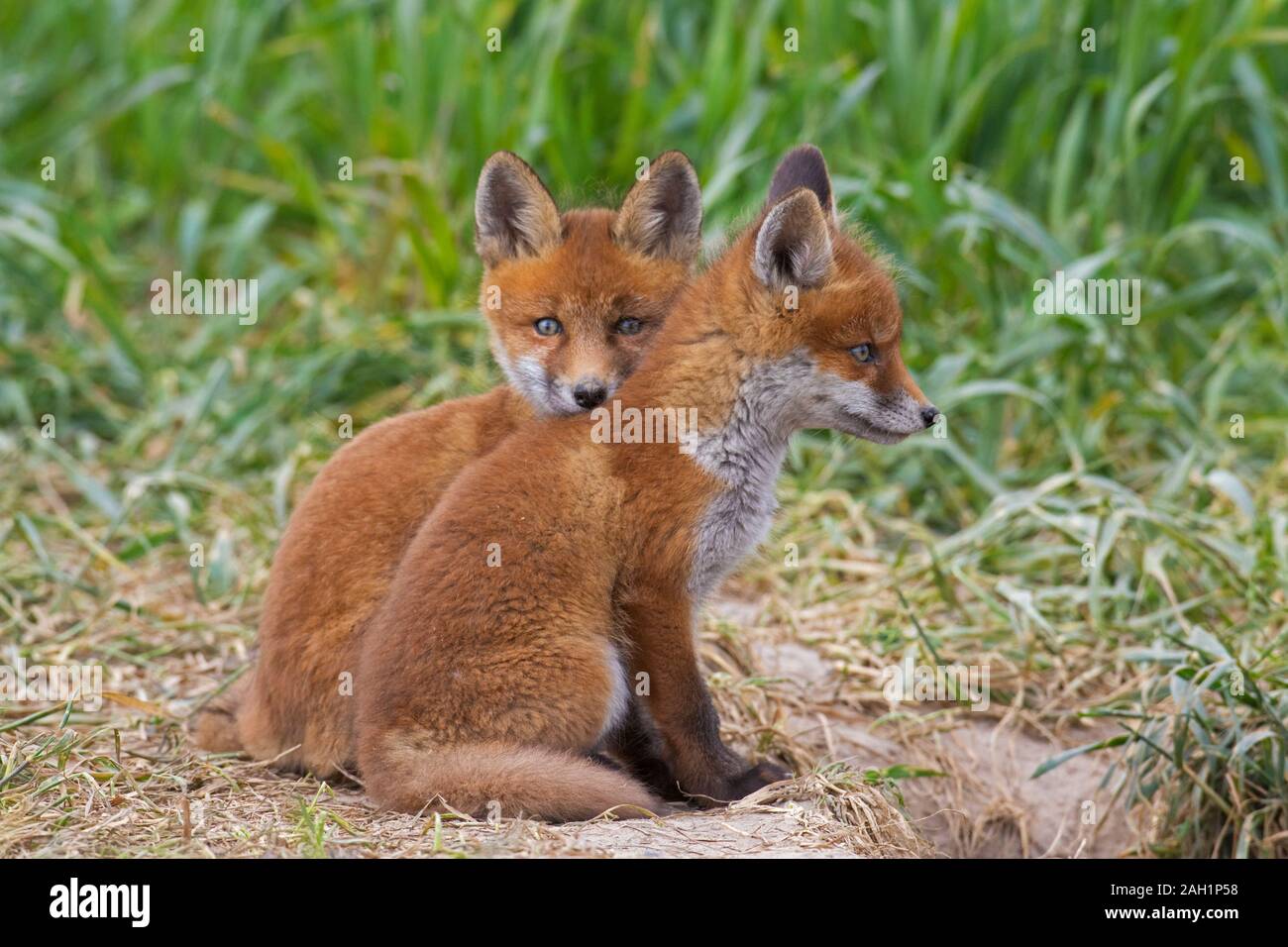 Foxes england hi-res stock photography and images - Alamy