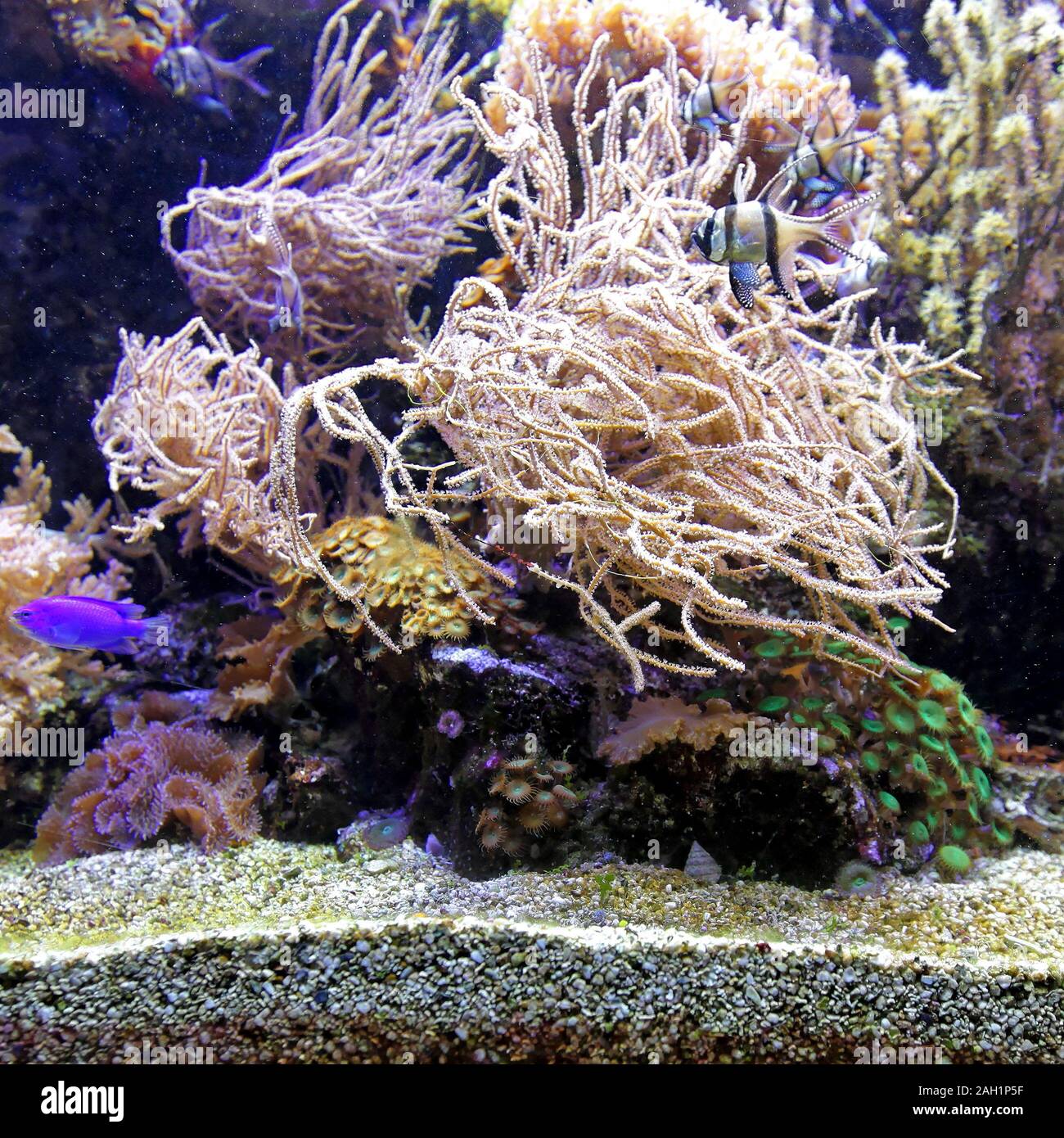 Tropical Coral Reef in Salt Water Aquarium Stock Photo - Alamy